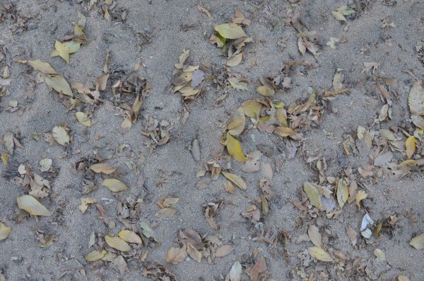 leaves on the ground texture 0044 - Texturelib